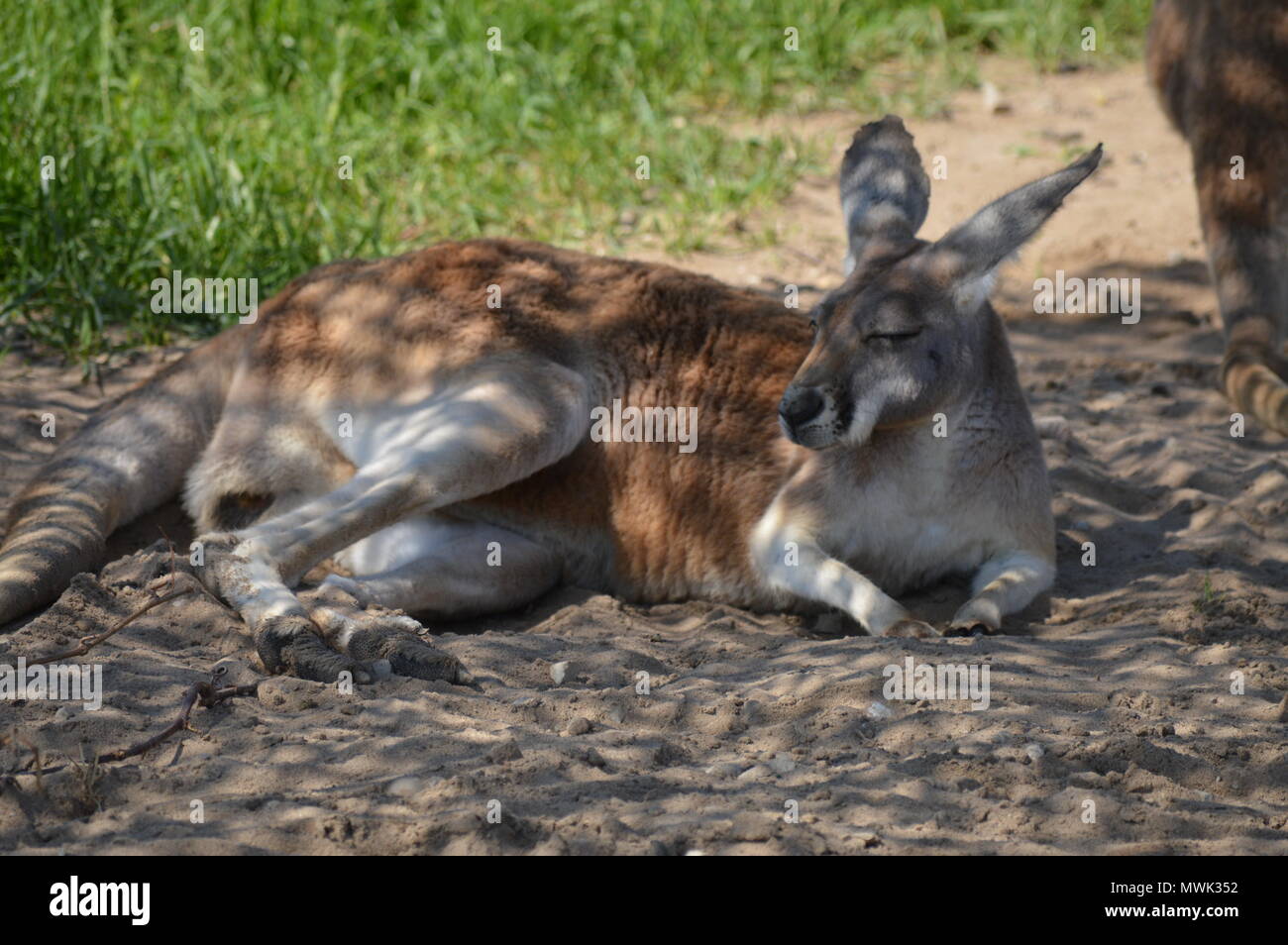 Kangaroo laying in the grass Stock Photo - Alamy