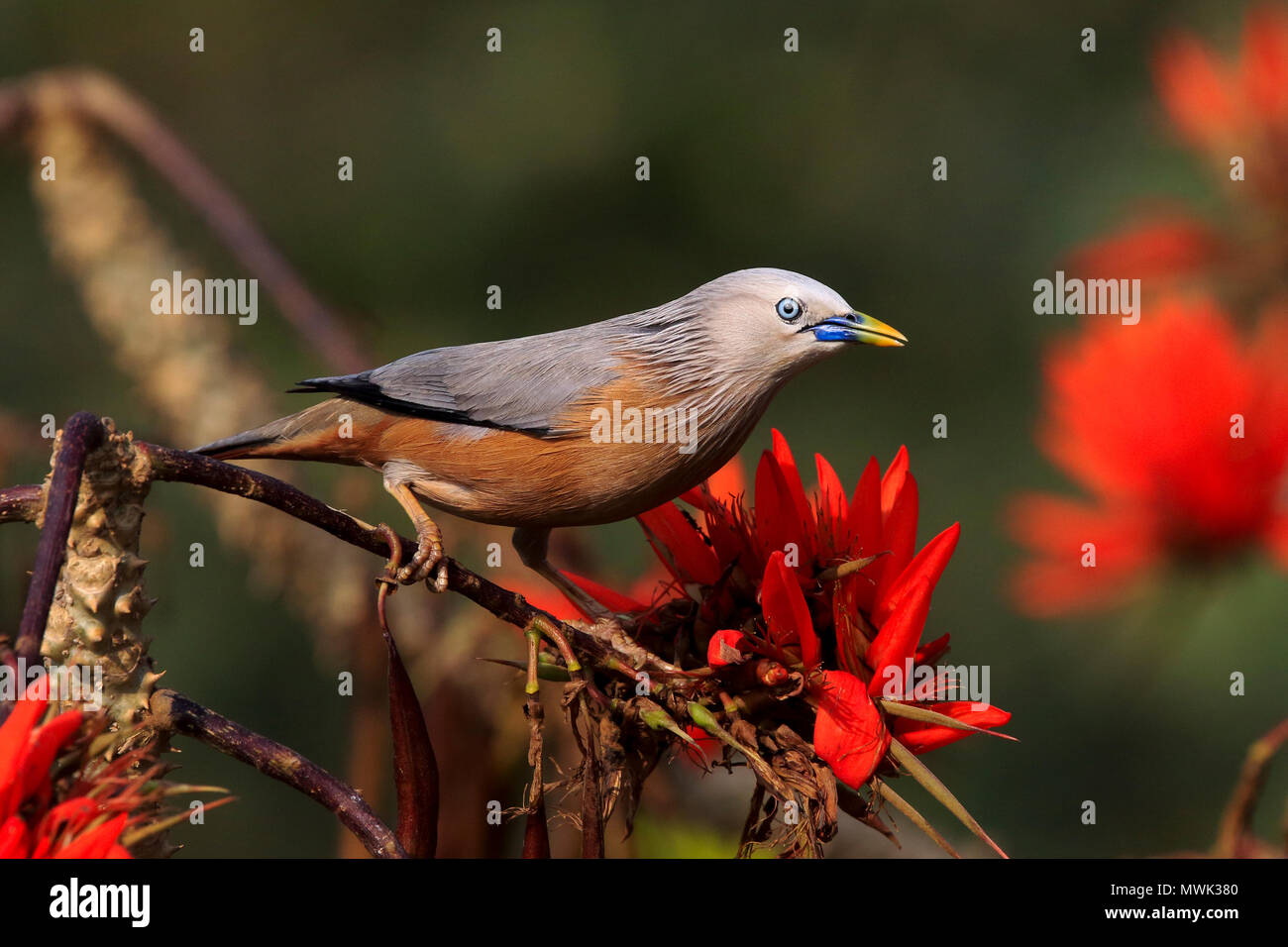 The chestnut-tailed starling or grey-headed myna (Sturnia malabarica ...