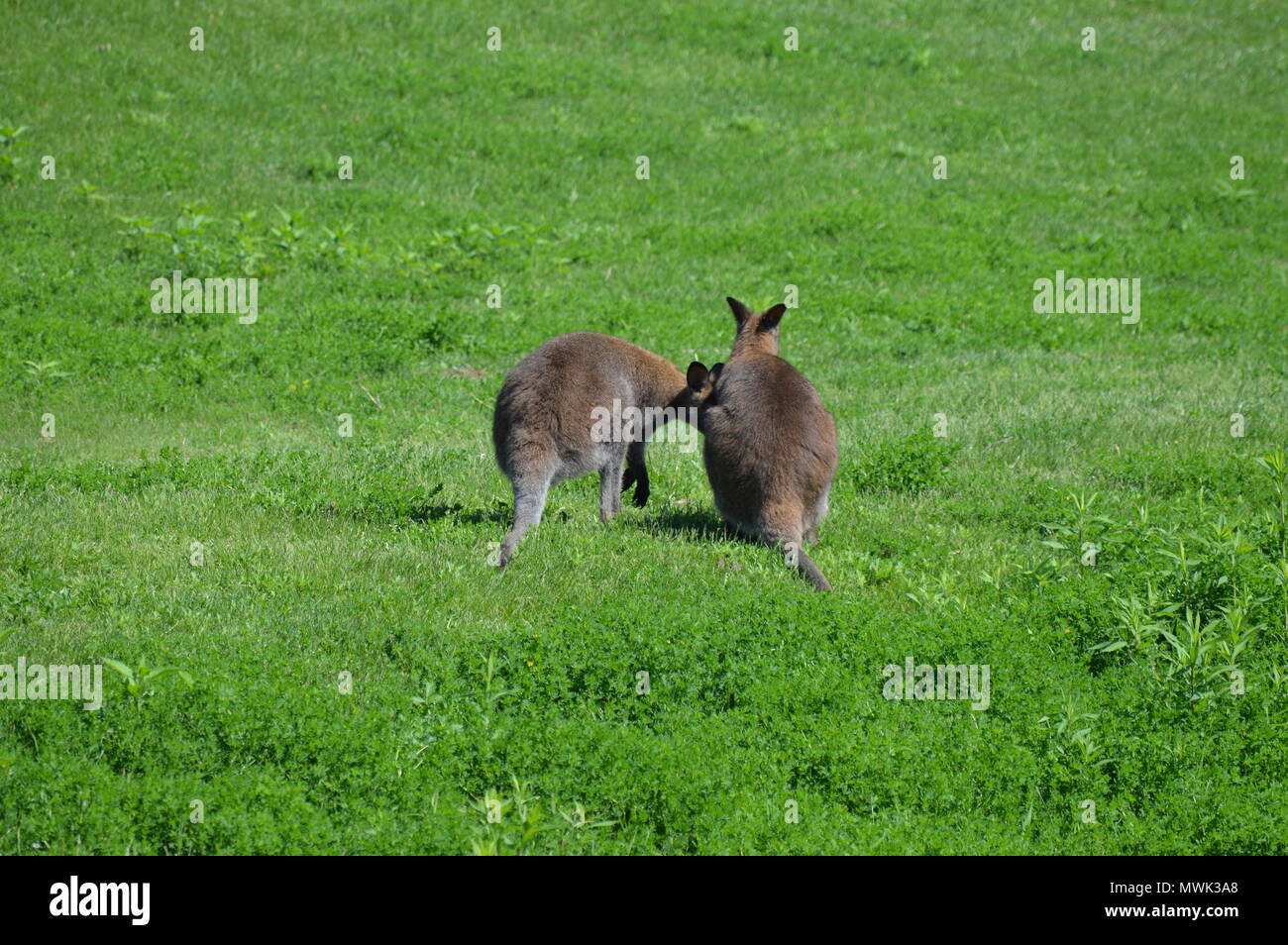 Field wallabys hi-res stock photography and images - Alamy