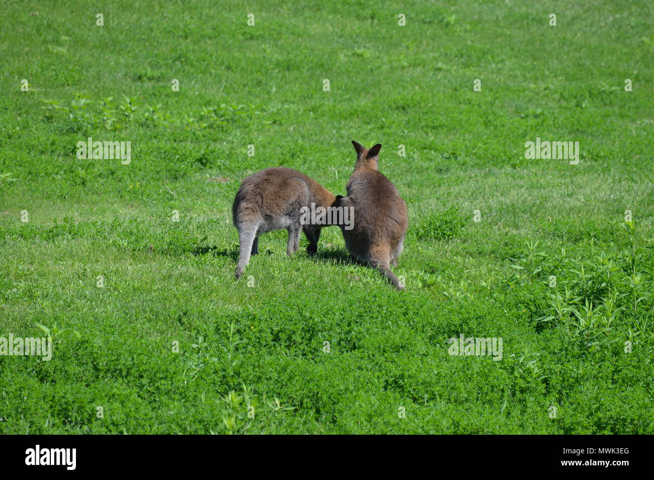 Field wallabys hi-res stock photography and images - Alamy