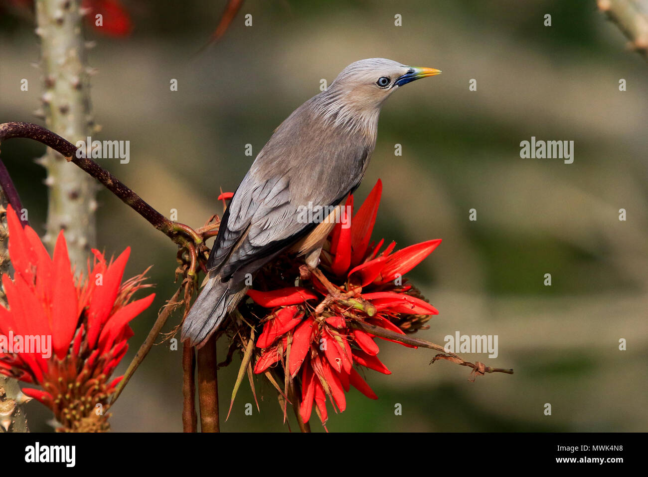 The chestnut-tailed starling or grey-headed myna (Sturnia malabarica ...