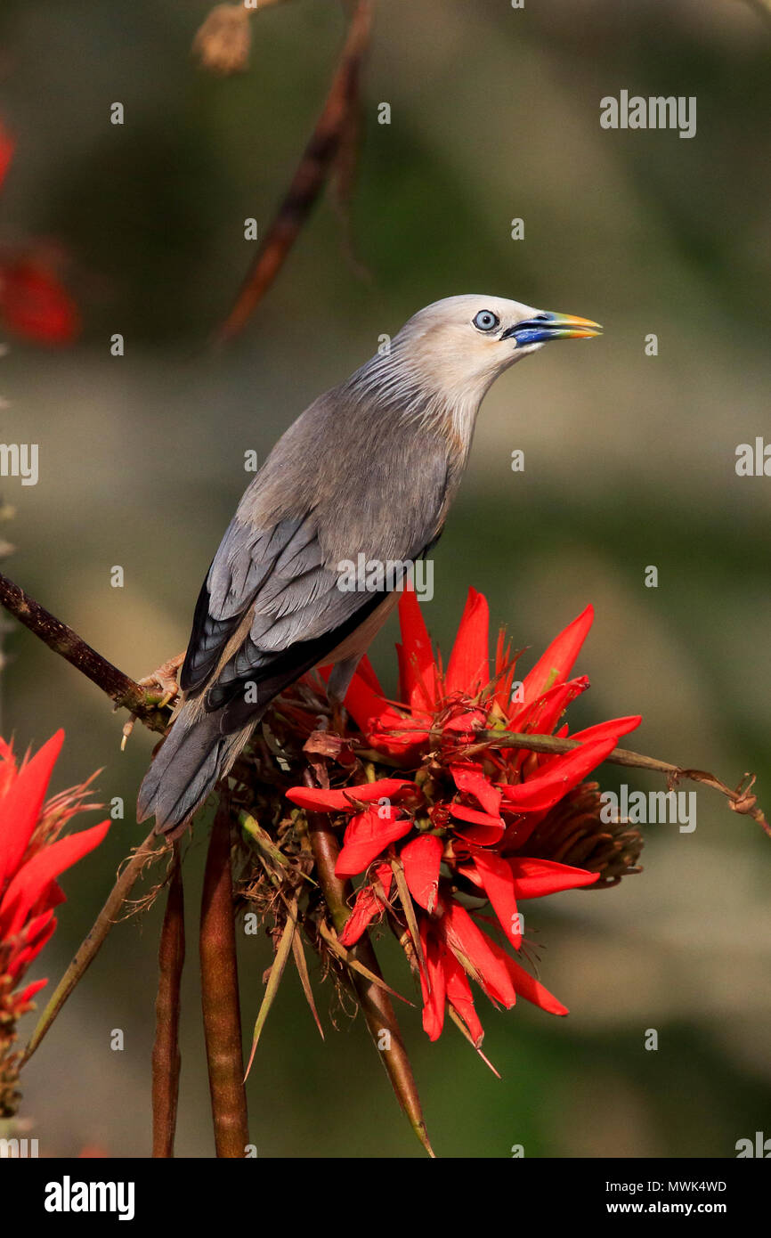 Grey headed myna hi-res stock photography and images - Alamy