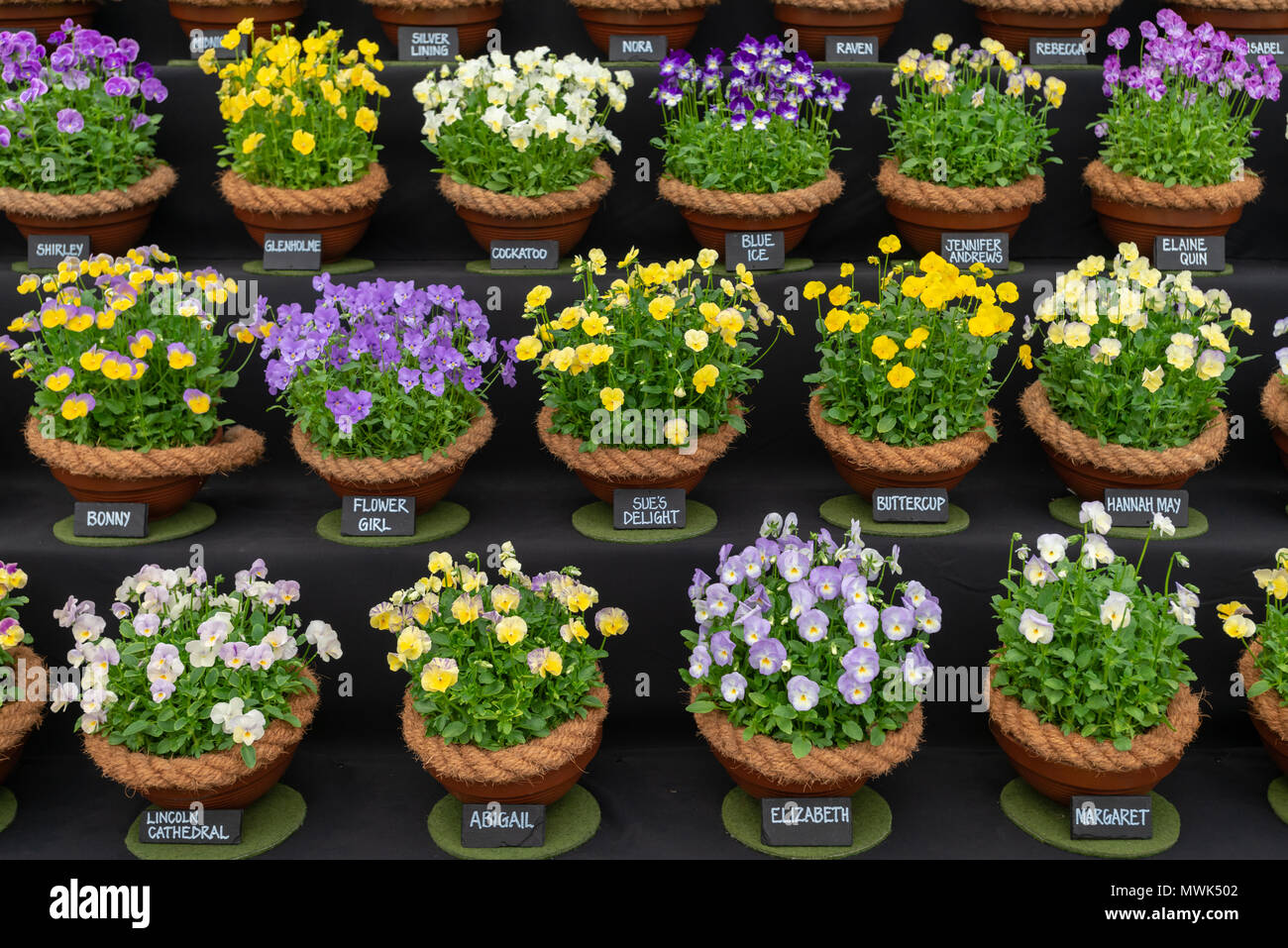 A selection of Viola plants on display Stock Photo - Alamy