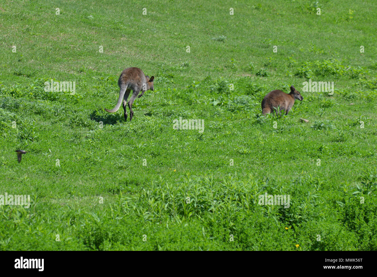 Field wallabys hi-res stock photography and images - Alamy