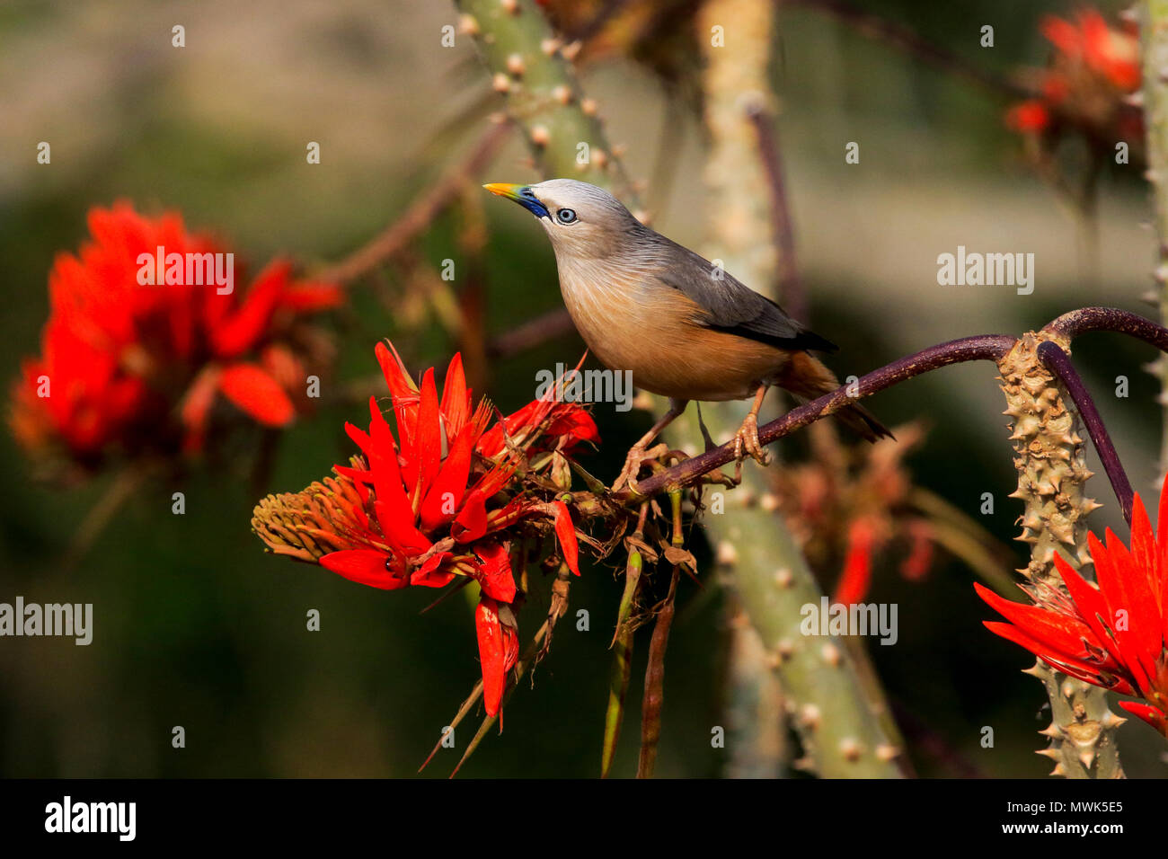 The chestnut-tailed starling or grey-headed myna (Sturnia malabarica ...