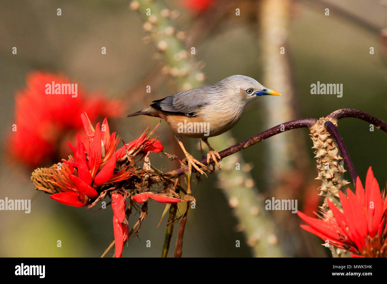 The chestnut-tailed starling or grey-headed myna (Sturnia malabarica ...