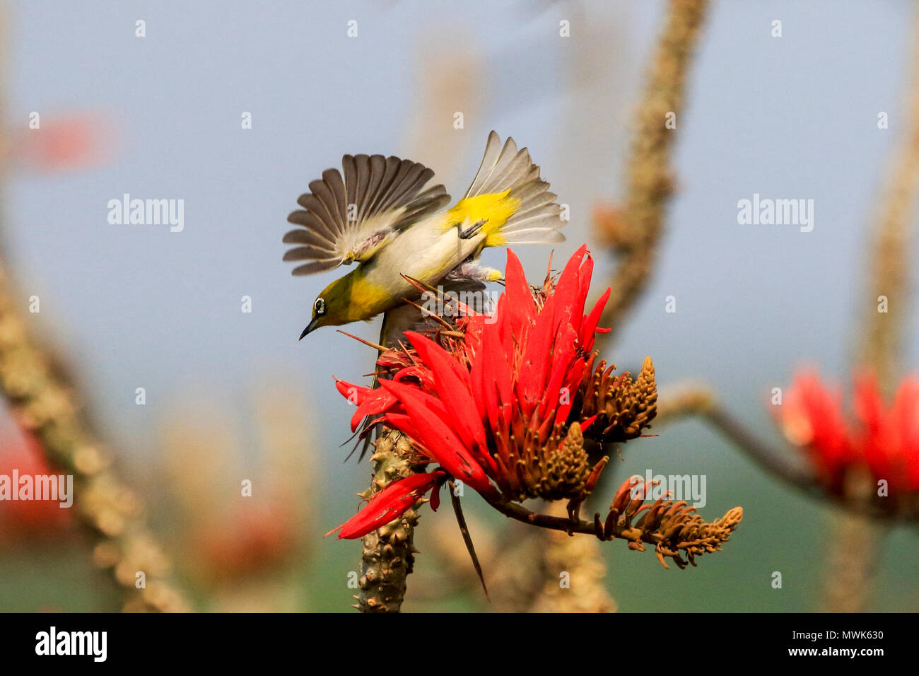 Mandar flower hi-res stock photography and images - Alamy