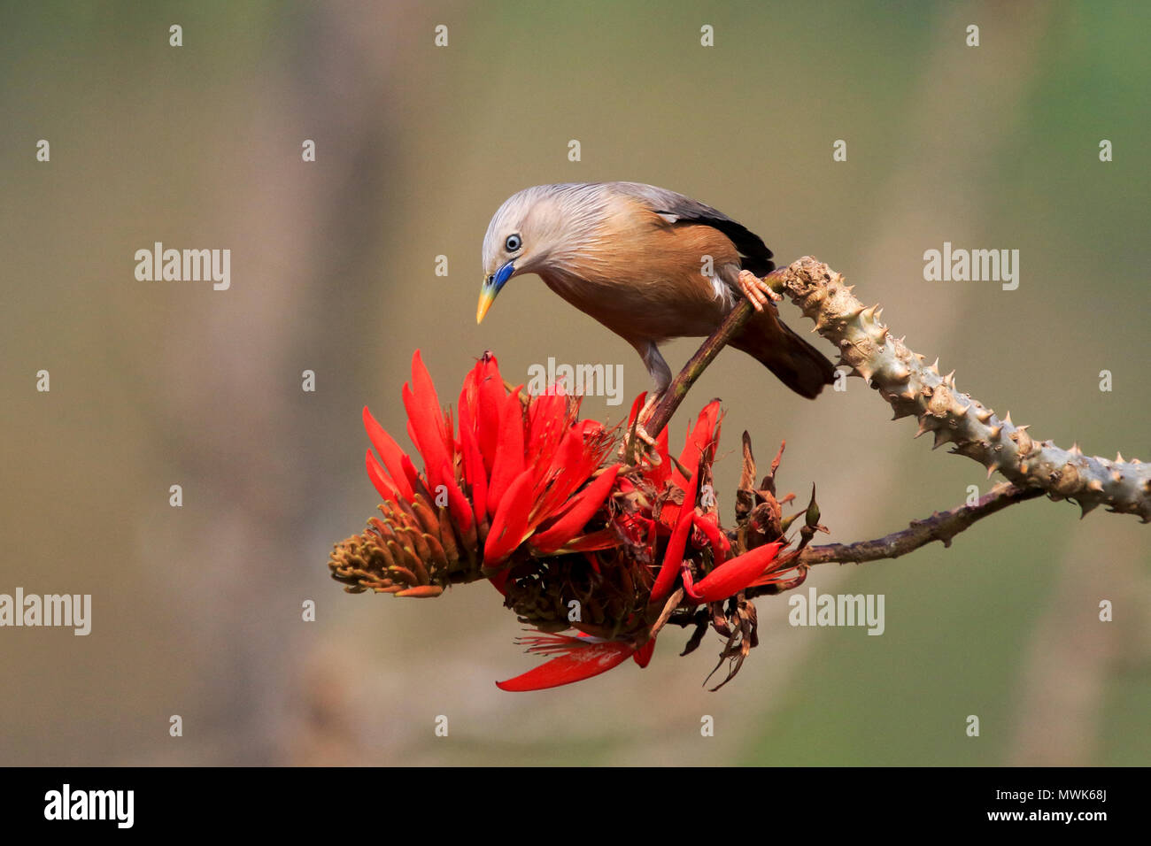 Grey headed myna hi-res stock photography and images - Alamy