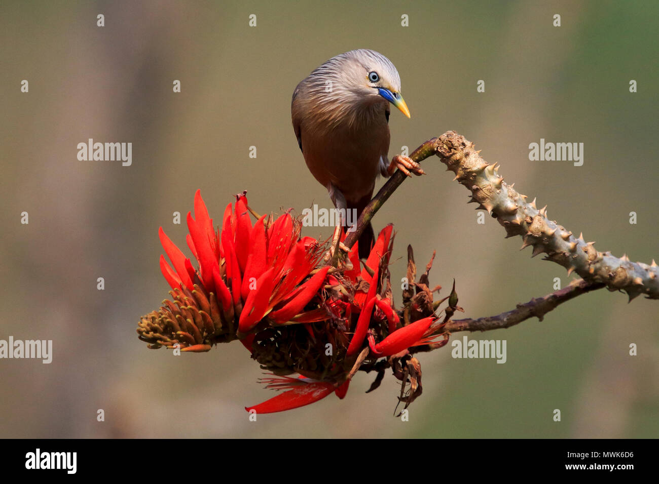 The chestnut-tailed starling or grey-headed myna (Sturnia malabarica ...