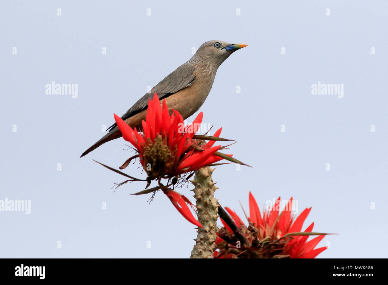 The chestnut-tailed starling or grey-headed myna (Sturnia malabarica ...