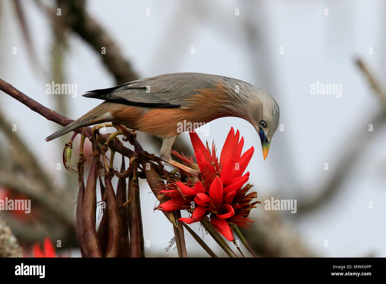 Chestnut tailed starling sturnus malabaricus hi-res stock photography ...