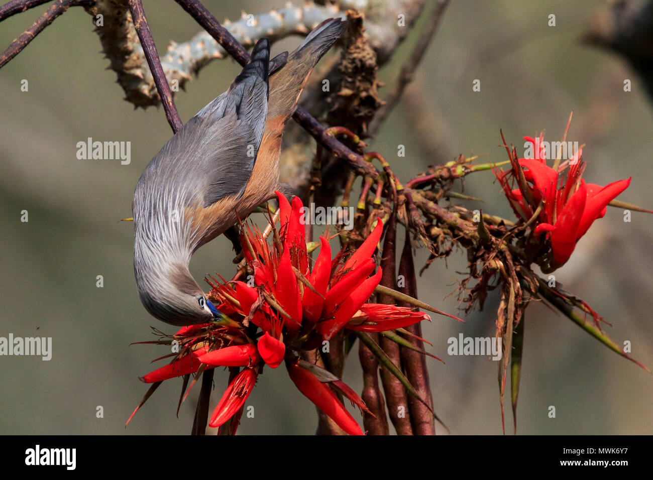 Grey headed myna hi-res stock photography and images - Alamy