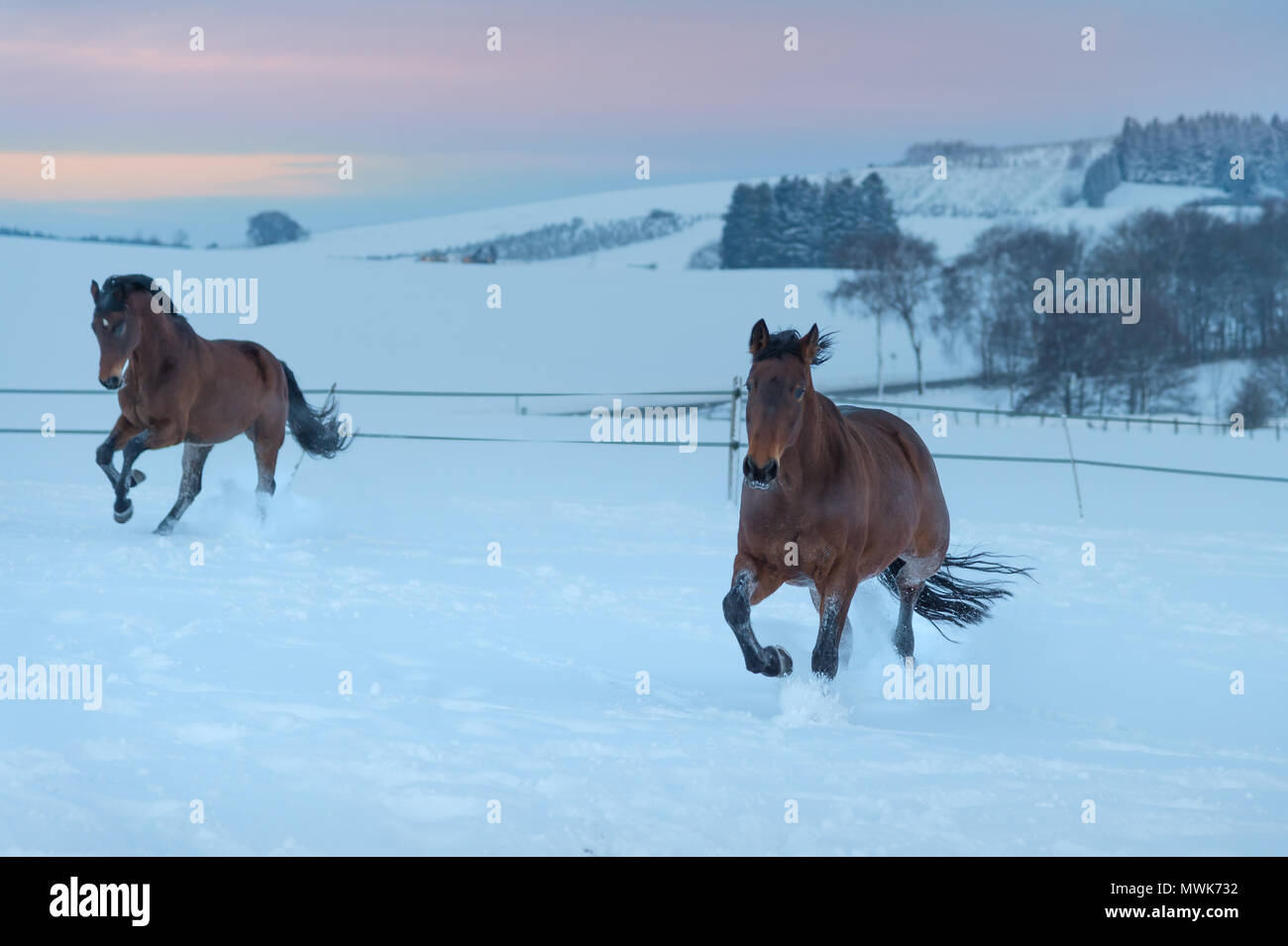 Two racehorses racing through the snow. Winter's day comes to an end ...