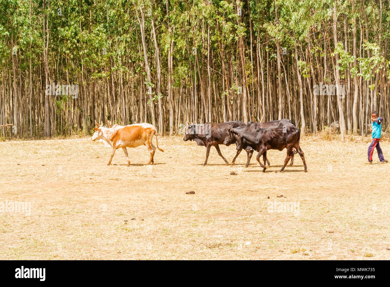 Boy with cows hi-res stock photography and images - Alamy