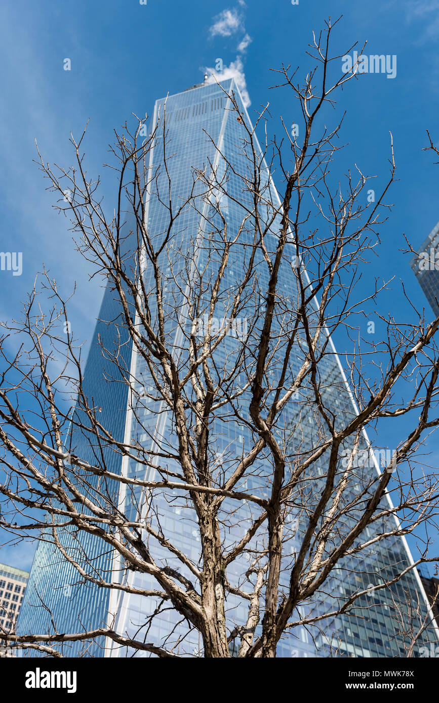 Tree and One World Trade Center, New York City, USA Stock Photo - Alamy