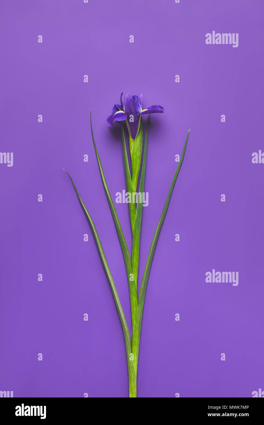 top view of single iris flower on purple, mothers day concept Stock ...