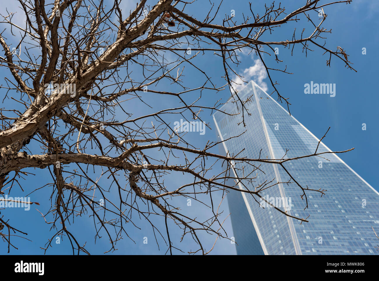 Tree and One World Trade Center, New York City, USA Stock Photo - Alamy