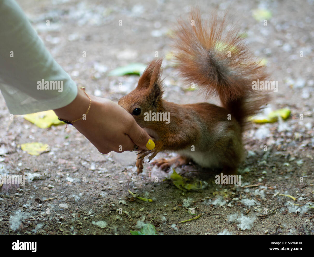 Polish squirrel hi-res stock photography and images - Alamy