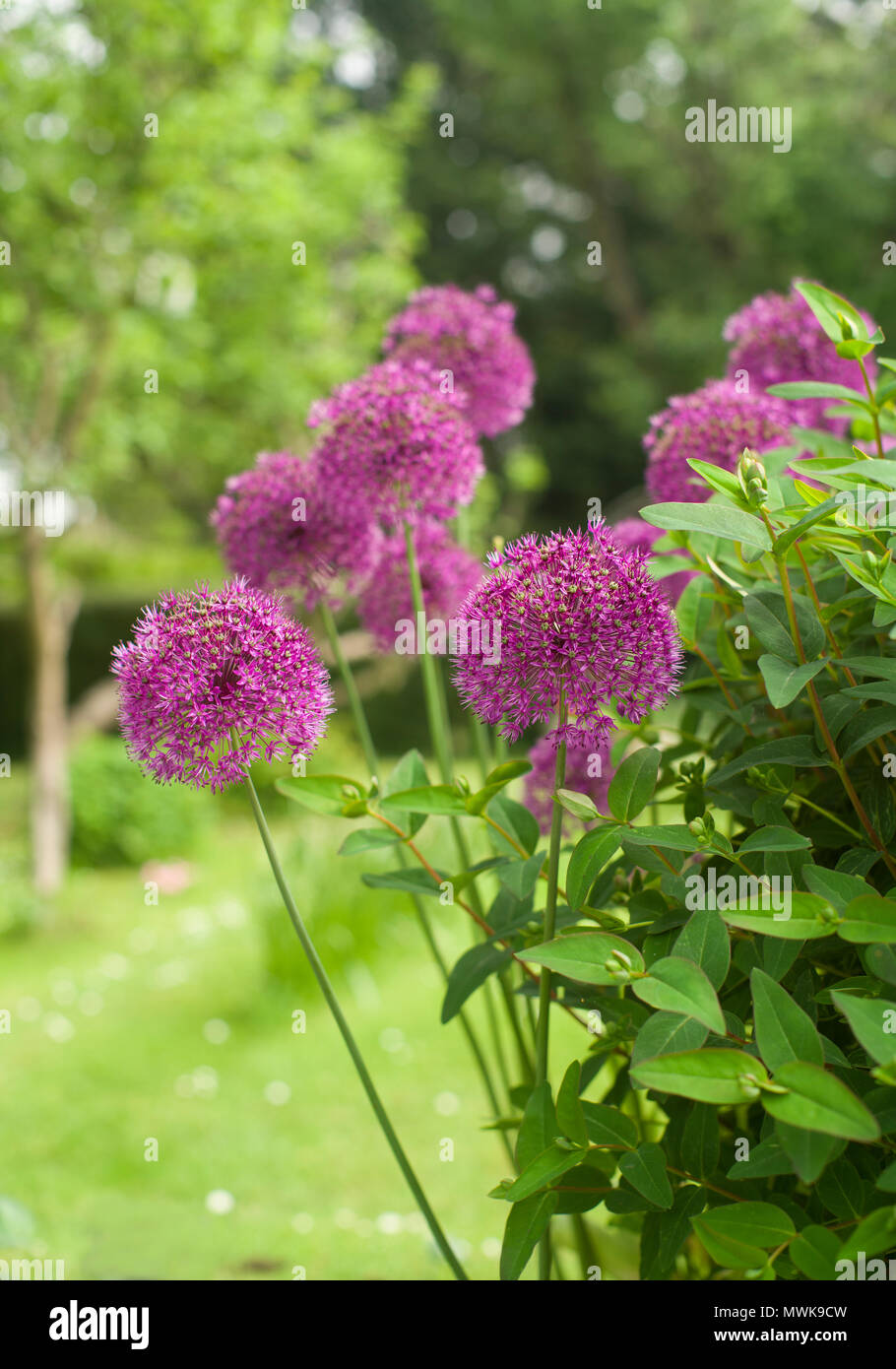 Alliums in a flower bed Stock Photo - Alamy