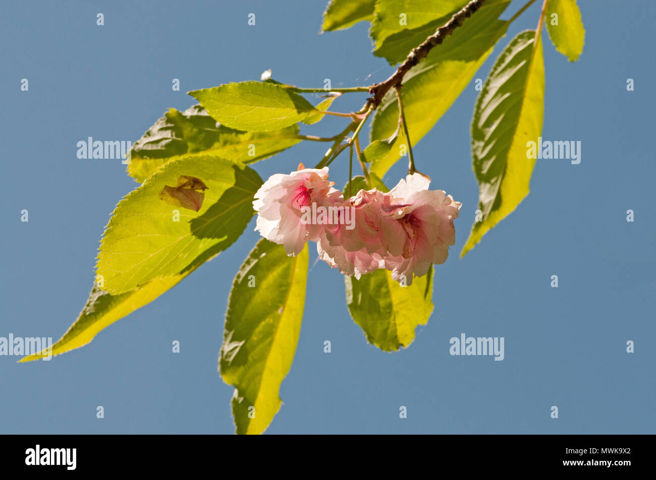 Cherry tree blossom Stock Photo - Alamy