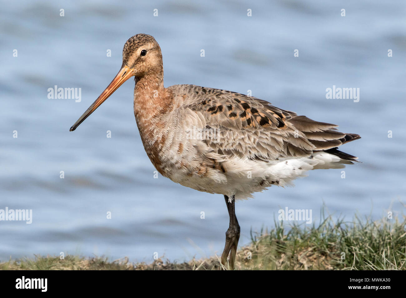 black-tailed godwit Limosa limosa, standing near water, Cley, Norfolk ...