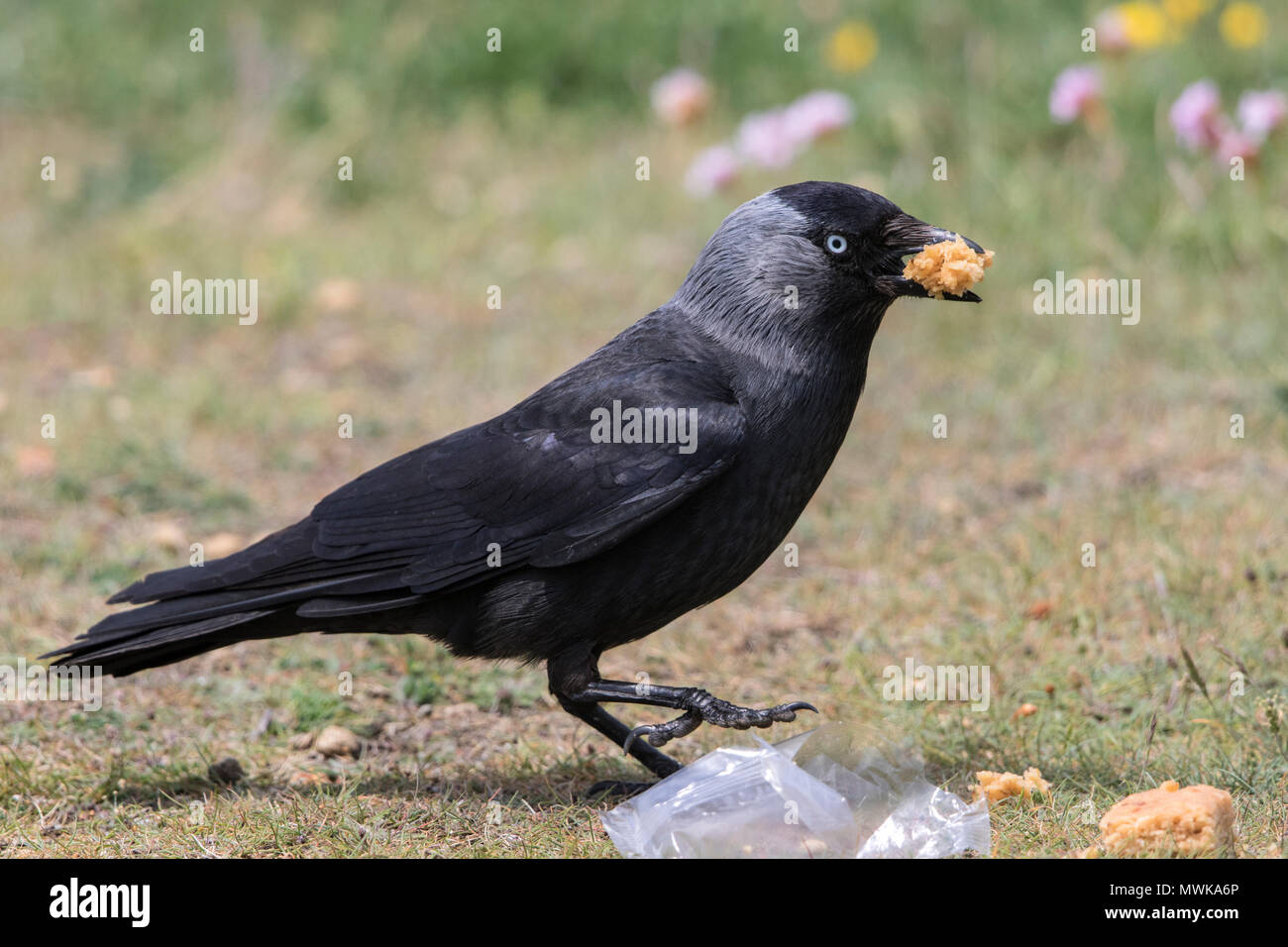 Jackdaws norfolk hi-res stock photography and images - Alamy