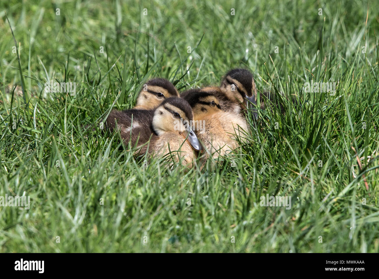 mallard Anas platyrhynchos group of baby bird chicks huddled together ...