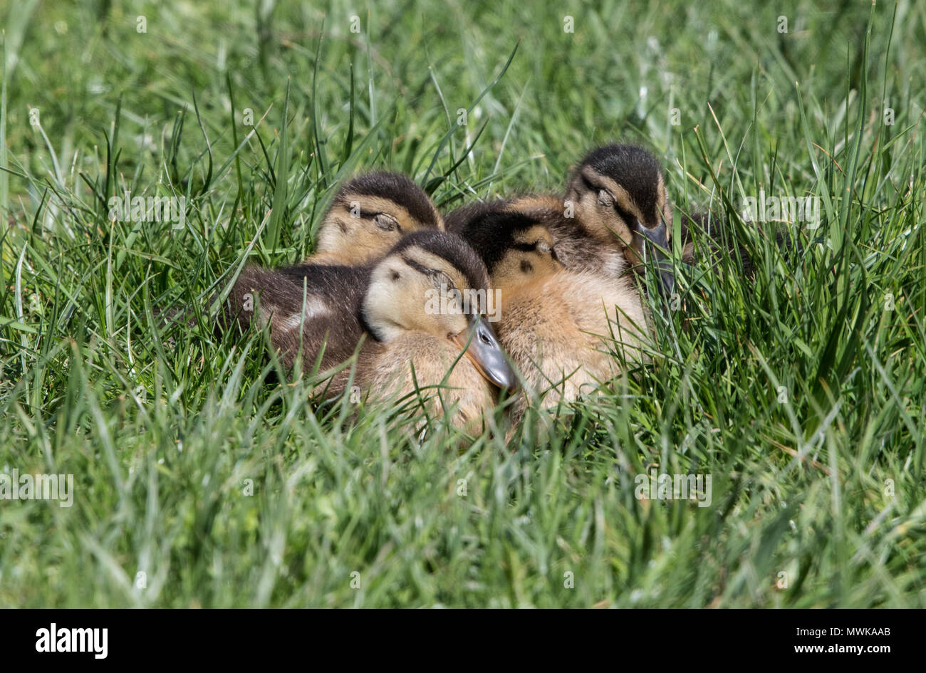 mallard Anas platyrhynchos group of baby bird chicks huddled together ...