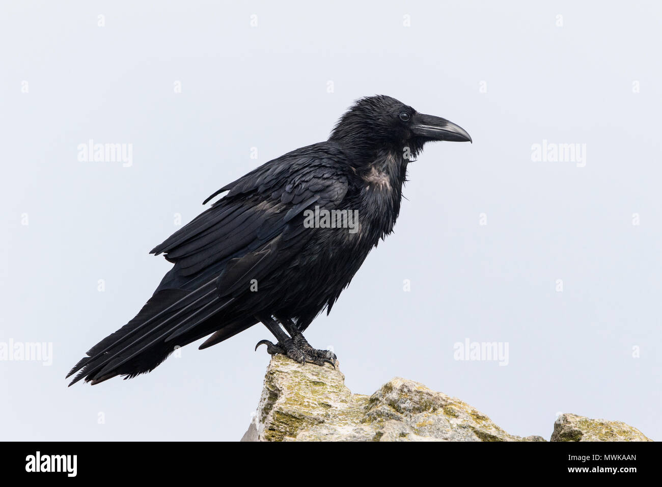 Poe Bird High Resolution Stock Photography and Images - Alamy