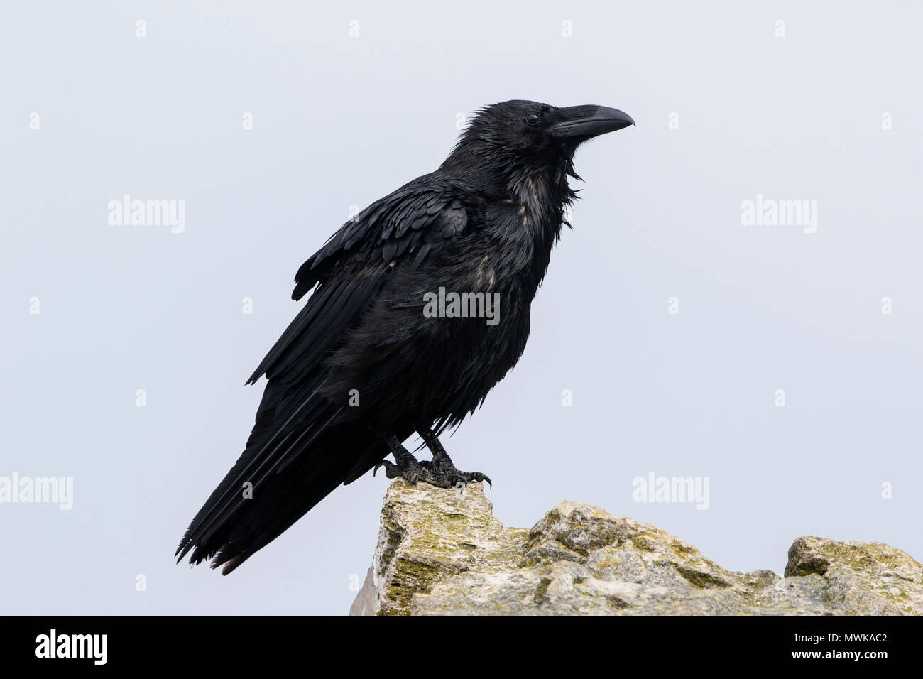 Mature raven hi-res stock photography and images - Alamy