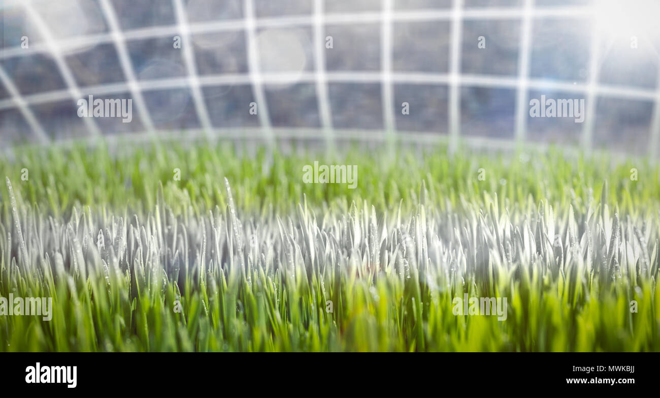 Closeup of a football goal line Stock Photo - Alamy