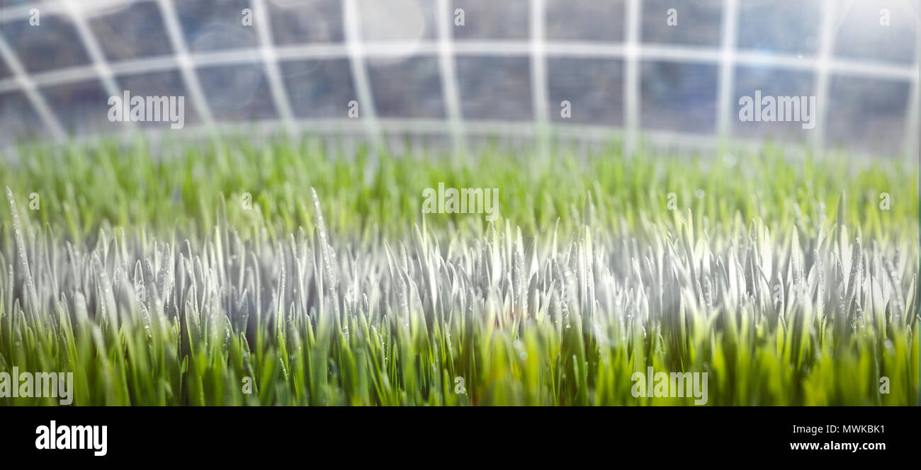 Closeup of a football goal line Stock Photo - Alamy