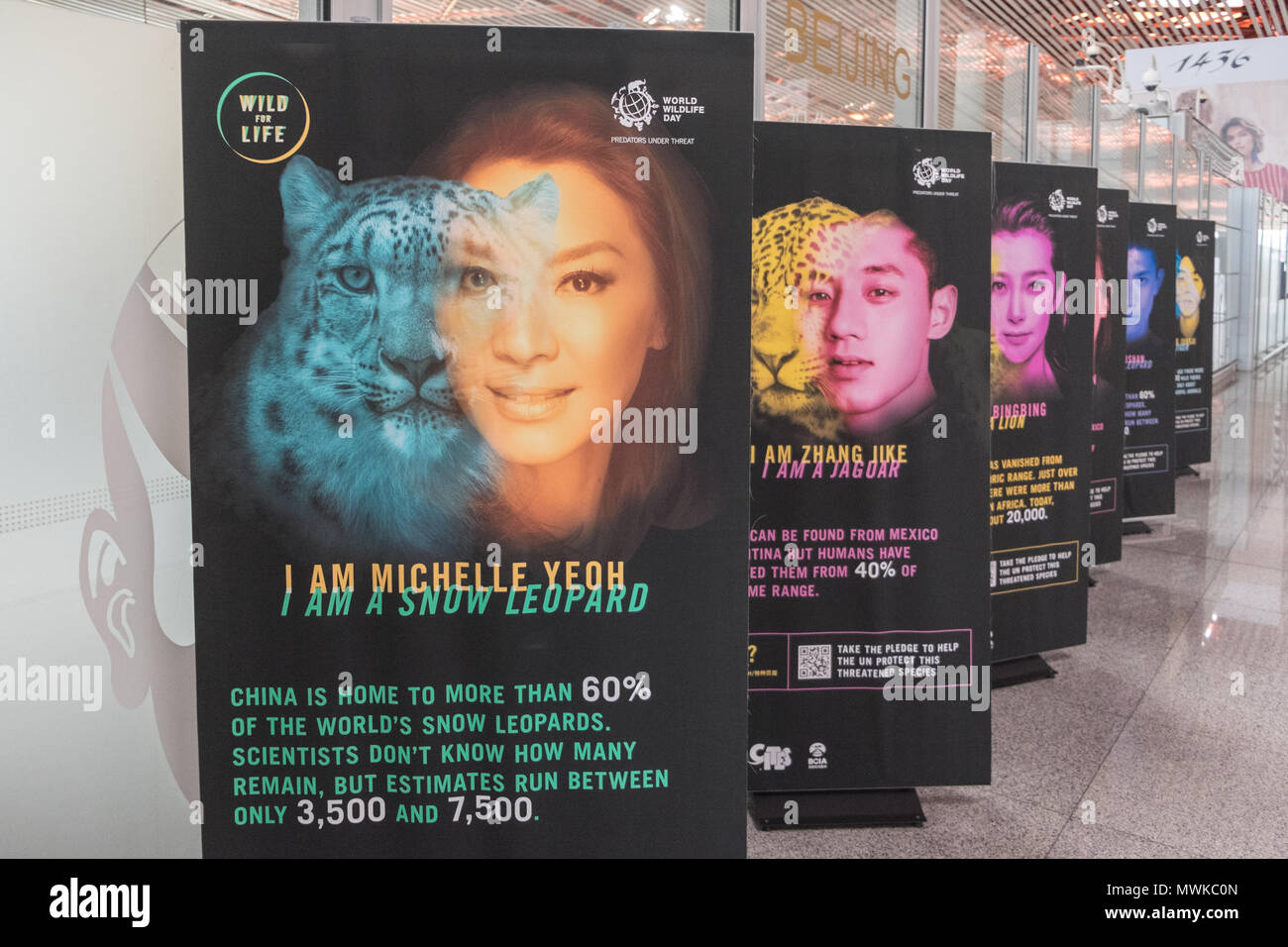 Huge,Beijing Capital International Airport,PEK,Terminal 3,serving ...