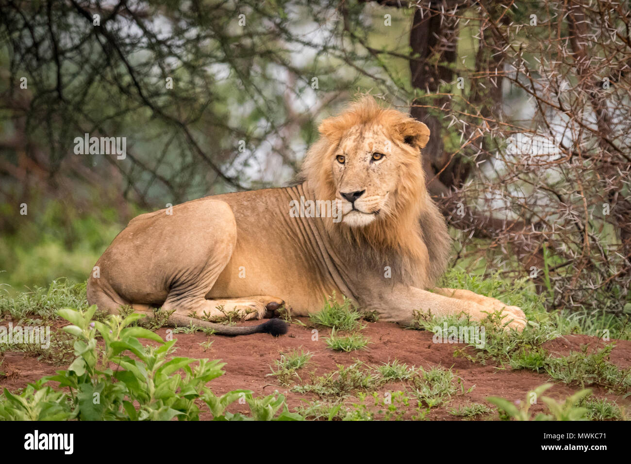 Male lion lying in woods turning head Stock Photo - Alamy