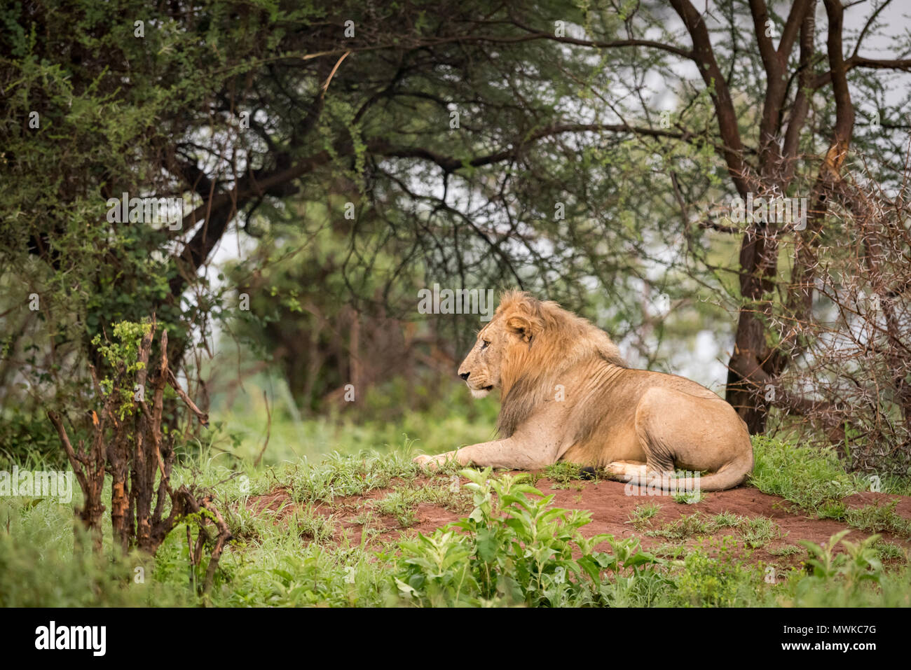 Golden lion bank hi-res stock photography and images - Alamy