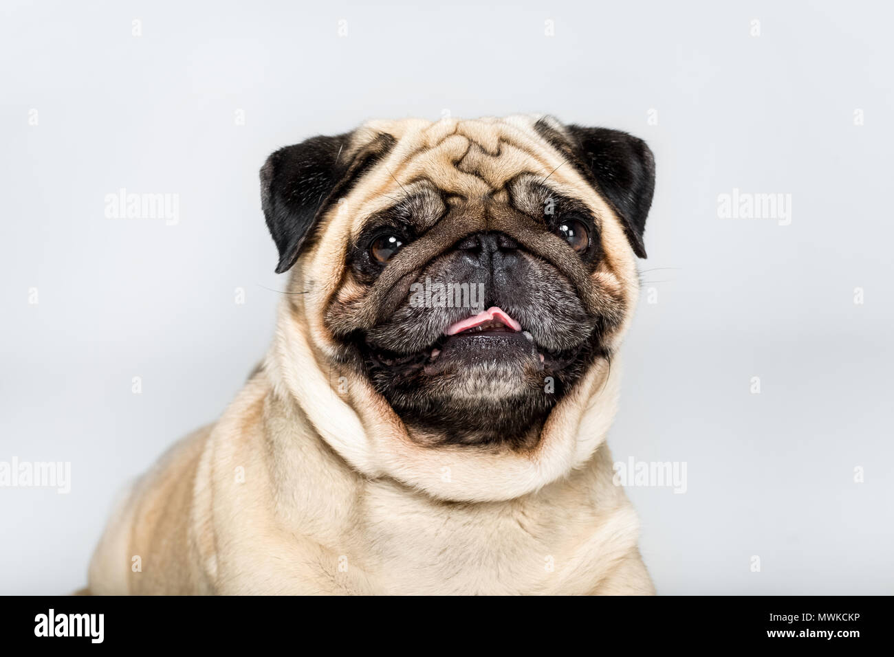 Grey pug hi-res stock photography and images - Alamy