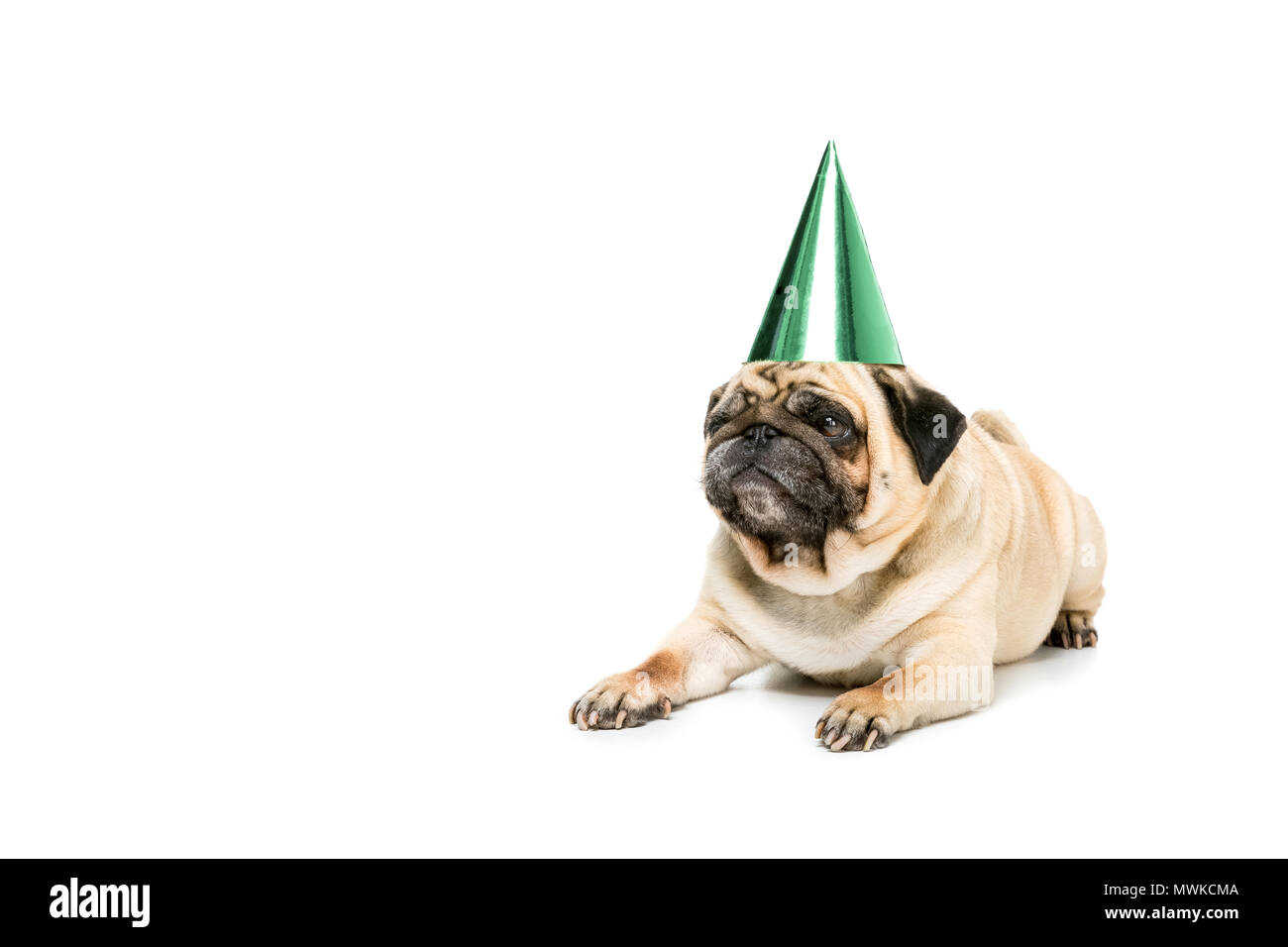 Birthday hat studio shot of pug dog in party hat hi-res stock ...