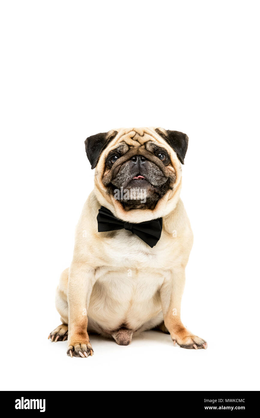 Pug funny dog in Cut Out Stock Images & Pictures - Alamy