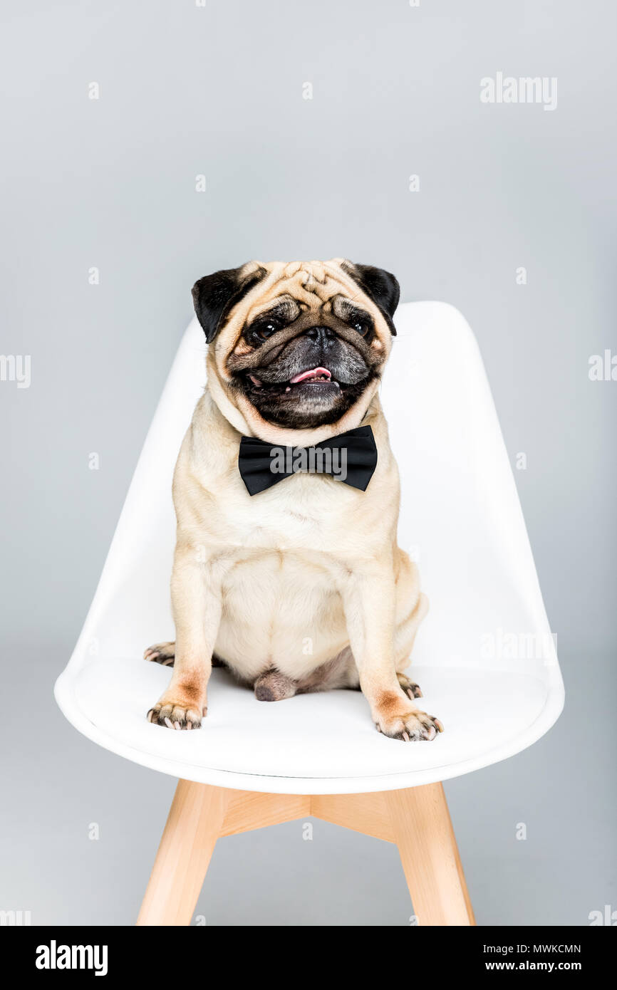 studio shot of pug dog in bow tie sitting on chair, isolated on grey ...