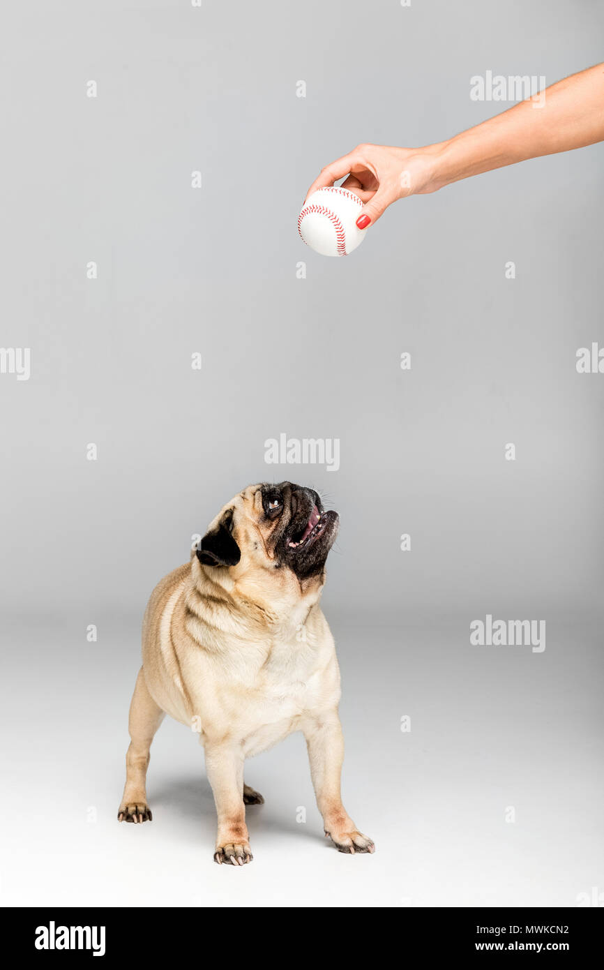studio shot of pug dog playing with ball, isolated on grey Stock Photo ...