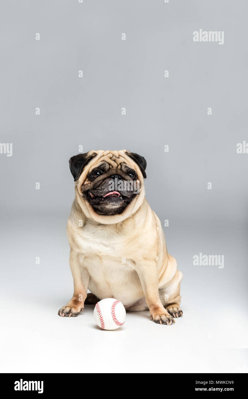 studio shot of pug dog playing with ball, isolated on grey Stock Photo ...