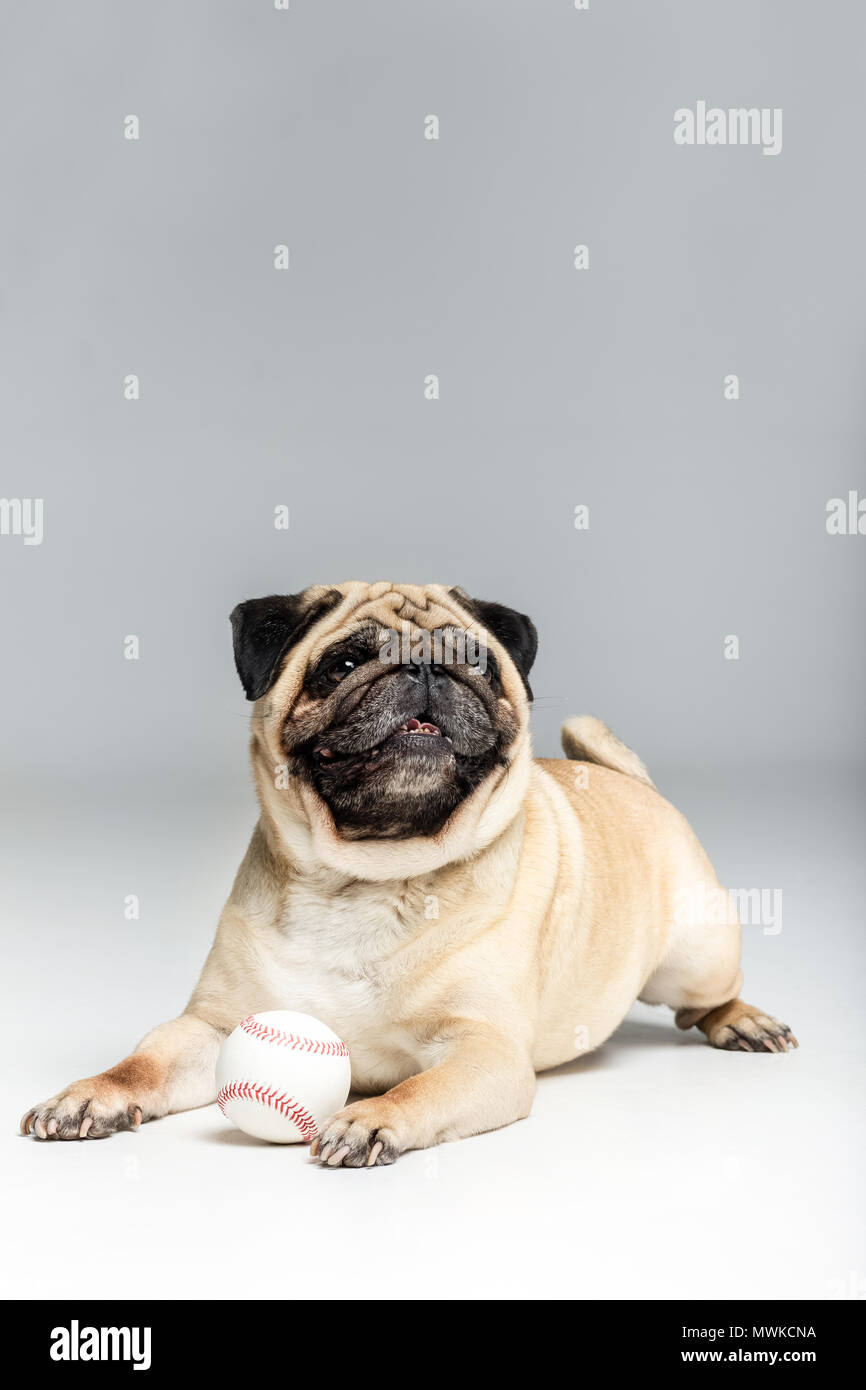 studio shot of pug dog playing with ball, isolated on grey Stock Photo ...