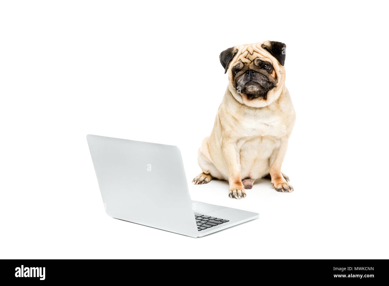 studio shot of pug dog with laptop, isolated on white Stock Photo - Alamy