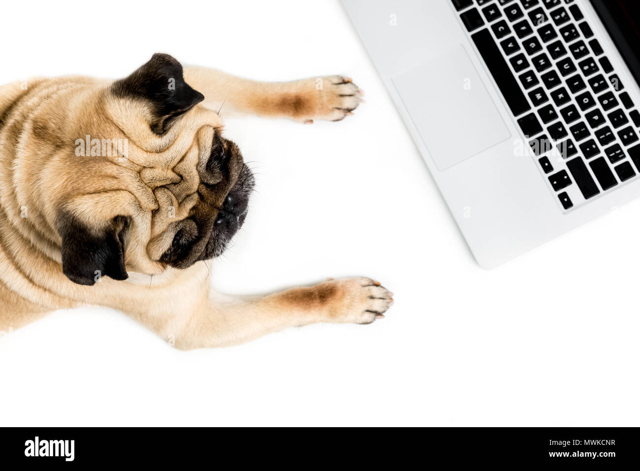 top view of pug dog with laptop, isolated on white Stock Photo - Alamy