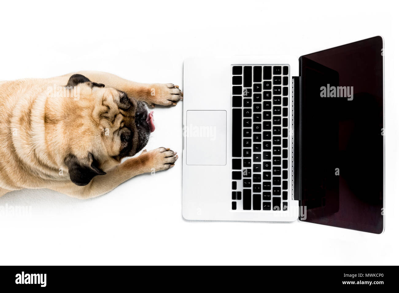 top view of pug dog with laptop with blank screen, isolated on white ...
