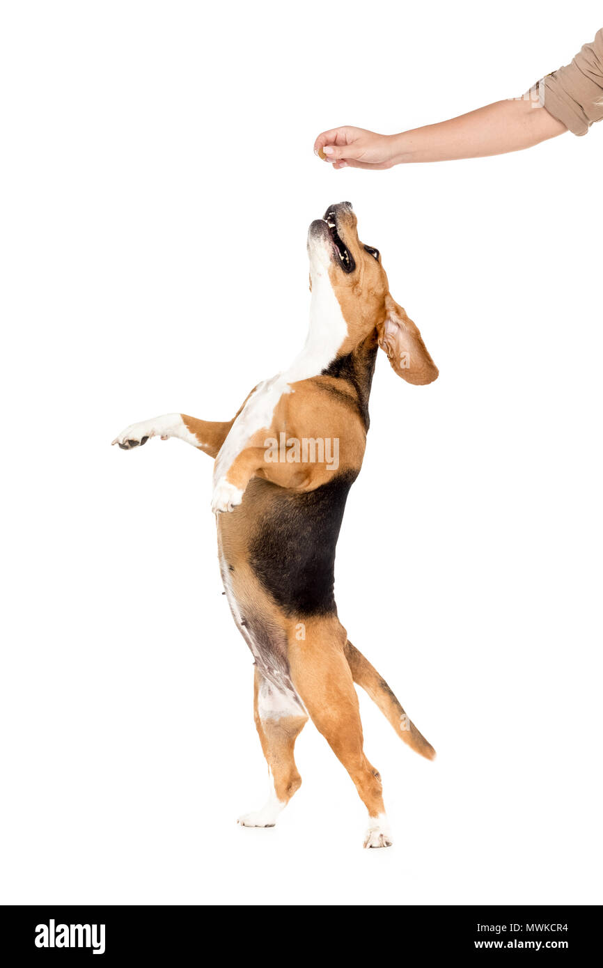 Jumping beagle hi-res stock photography and images - Alamy