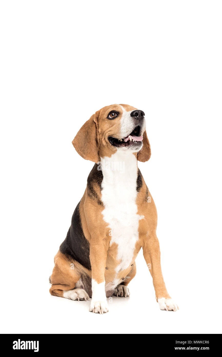 cute funny beagle dog looking up, isolated on white Stock Photo - Alamy