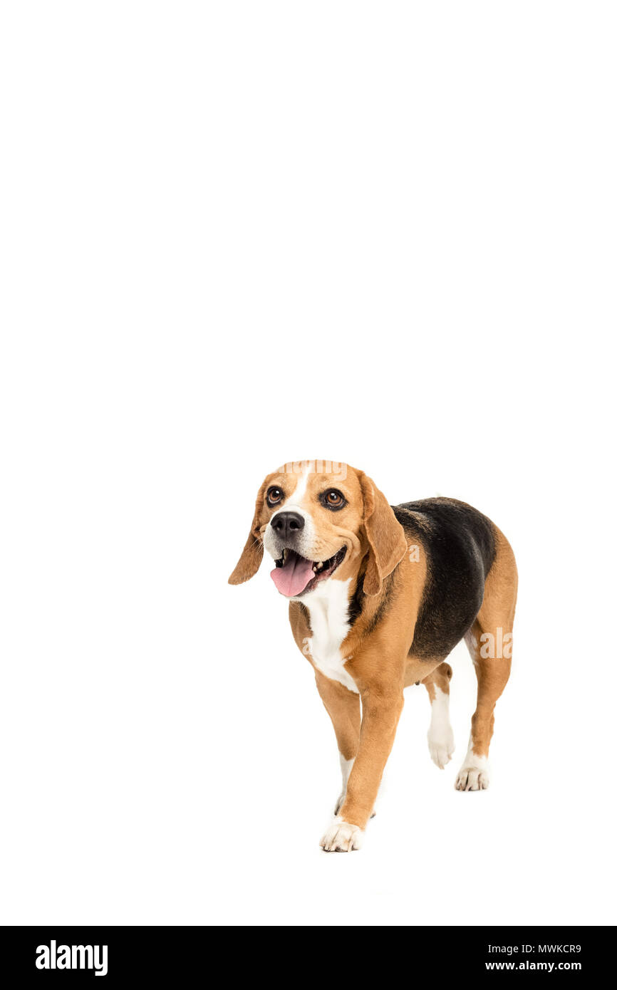 cute furry beagle dog walking isolated on white Stock Photo - Alamy