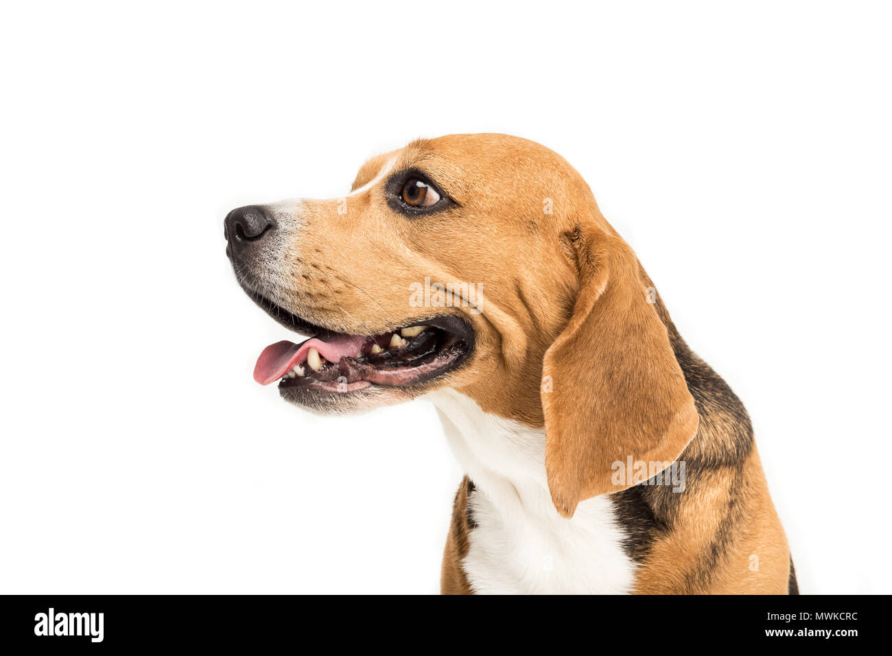 portrait of cute furry beagle dog, isolated on white Stock Photo - Alamy