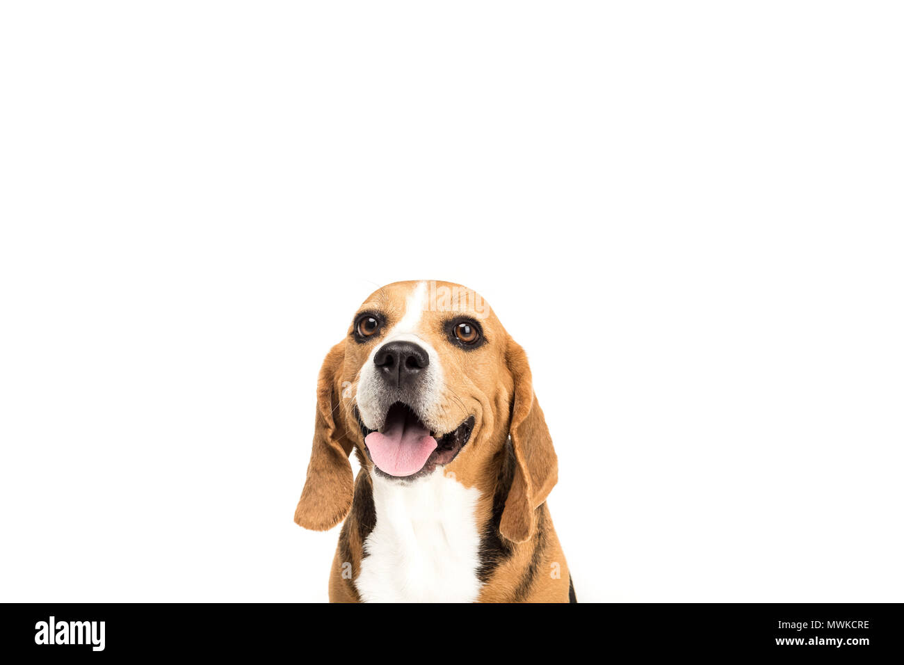 portrait of cute furry beagle dog, isolated on white Stock Photo - Alamy
